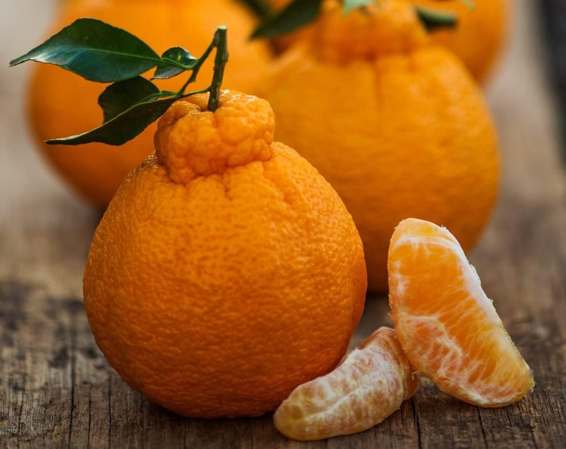 Amazon.com : Sumo Mandarin Tree 3Ft Tall in Pot Orange Tree Live Plant ...