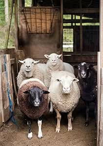 Amazon.com: Animal Puzzle Goat 500 Piece Jigsaw Puzzle for Adults,Sheep ...