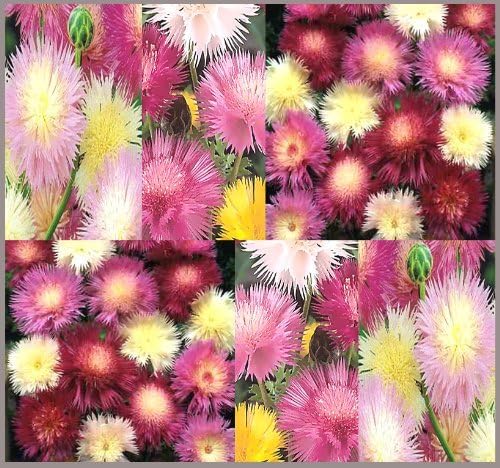 Amazon.com : The Dirty Gardener Amberboa Moschata Sweet Sultan Flower ...