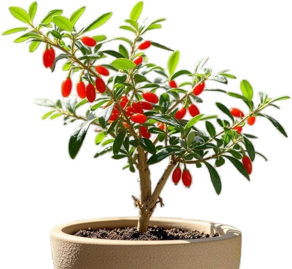 Amazon.com : Wolfberry Berry Goji Berry Seedling Live Plant Tree ...