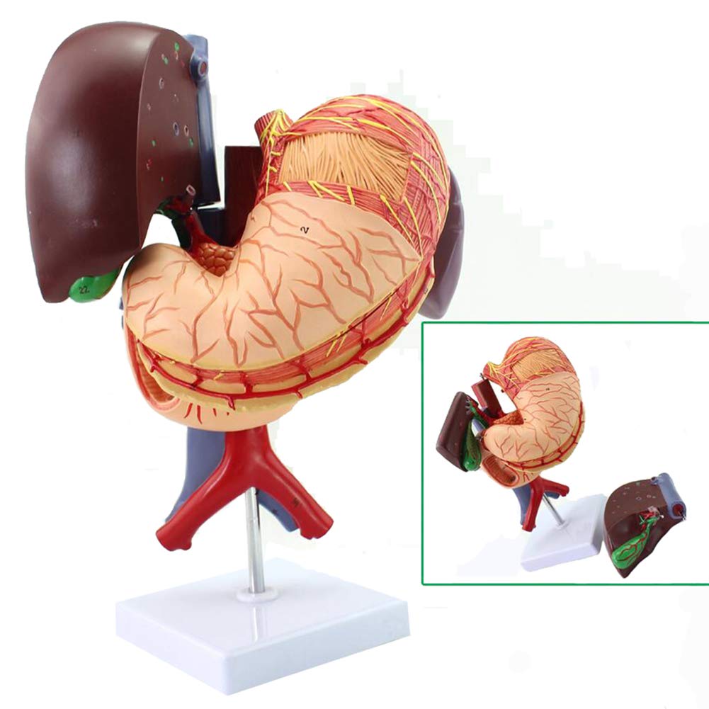 Buy WHYIT Medical Urology Medical Teaching Tool Toy Human Urinary ...