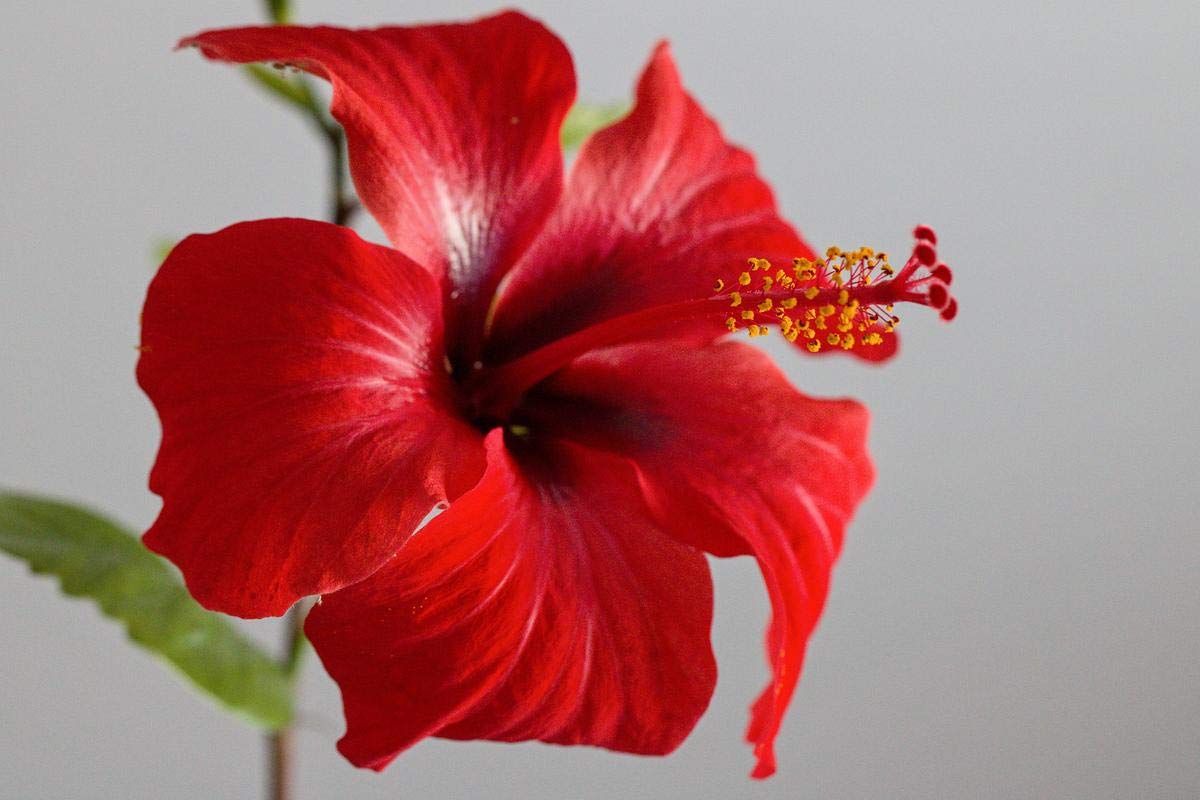 HIBISCUS/SEMBARUTHI RED LIVE PLANT : Amazon.in: Garden & Outdoors