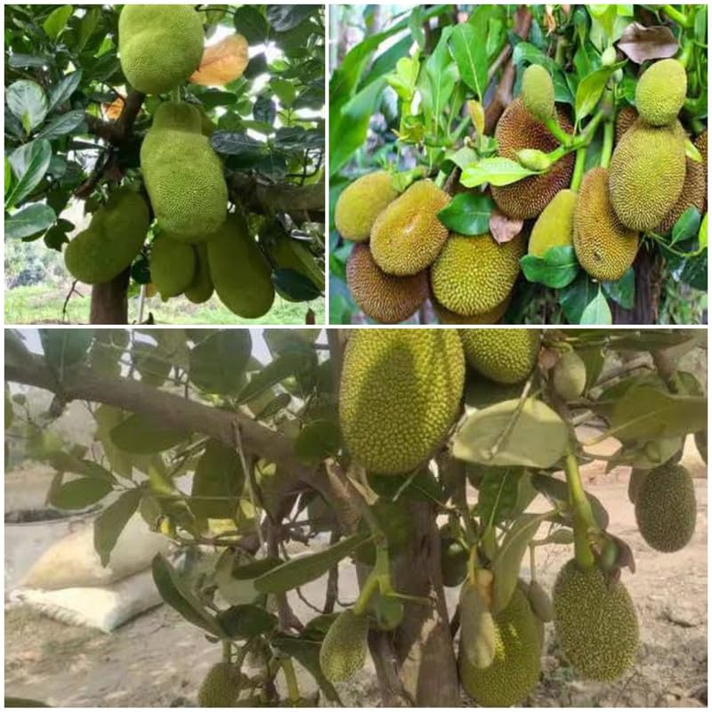 Buy TAJ Original All Time (GRAFTED) Dwarf Green Jackfruit Tropical Rare ...