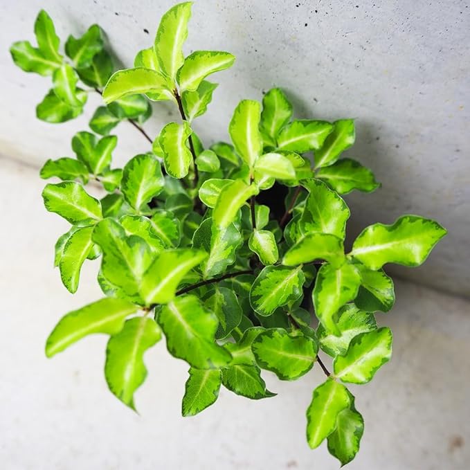 Amazon.co.jp: ITANSE ピットスポルム ゴールドスター 3号ポット 2個セット 【品種で選べるカラーリーフ】ウェーブのかかった葉形に、明るいイエローの斑入り葉が魅力。葉ツヤも ...