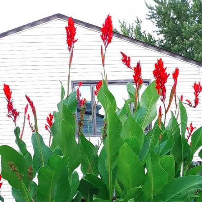 Blue Magic Design 5 Canna Lily Roots Long Lasting Giant Red Flowers ...