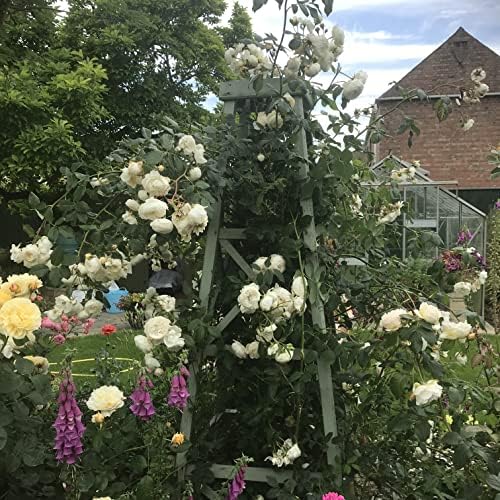 Claire Austin - 5.5lt Potted David Austin Roses English Climbing Garden ...