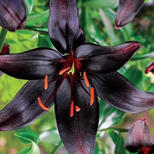 Amazon.com : Beautiful Flowering Black Mapira Lily Blooming Sized Bulb ...
