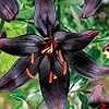 Amazon.com : Beautiful Flowering Black Mapira Lily Blooming Sized Bulb ...