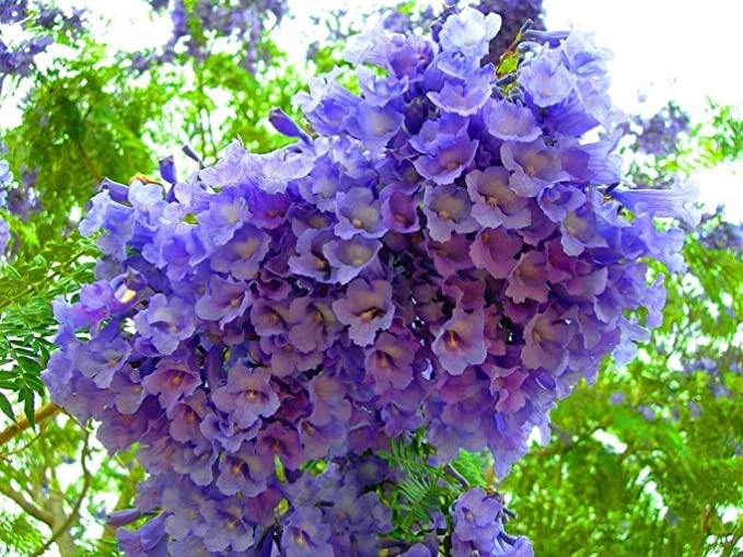 Gardening Paradise Blue Jacaranda Mimosifolia Flower Tree plant for ...