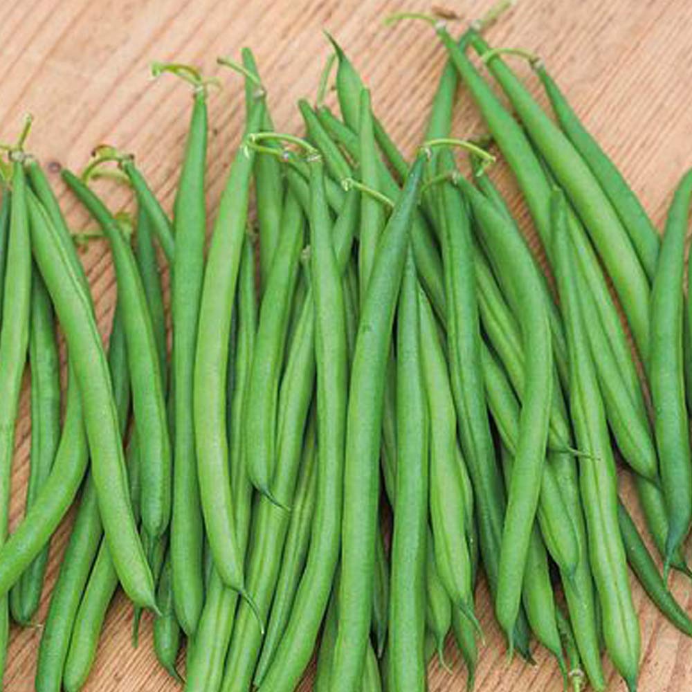 Buy Bean , Dwarf French Beans, Easy to Grow Vegetables, Heavy Cropping ...
