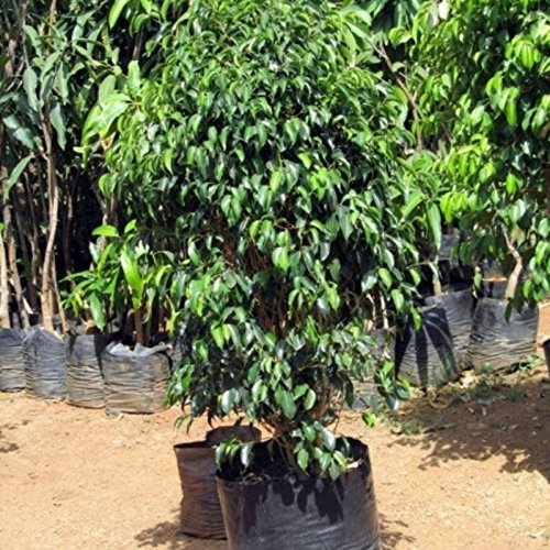NurseryNature Ficus Black Plant : Amazon.in: Garden & Outdoors
