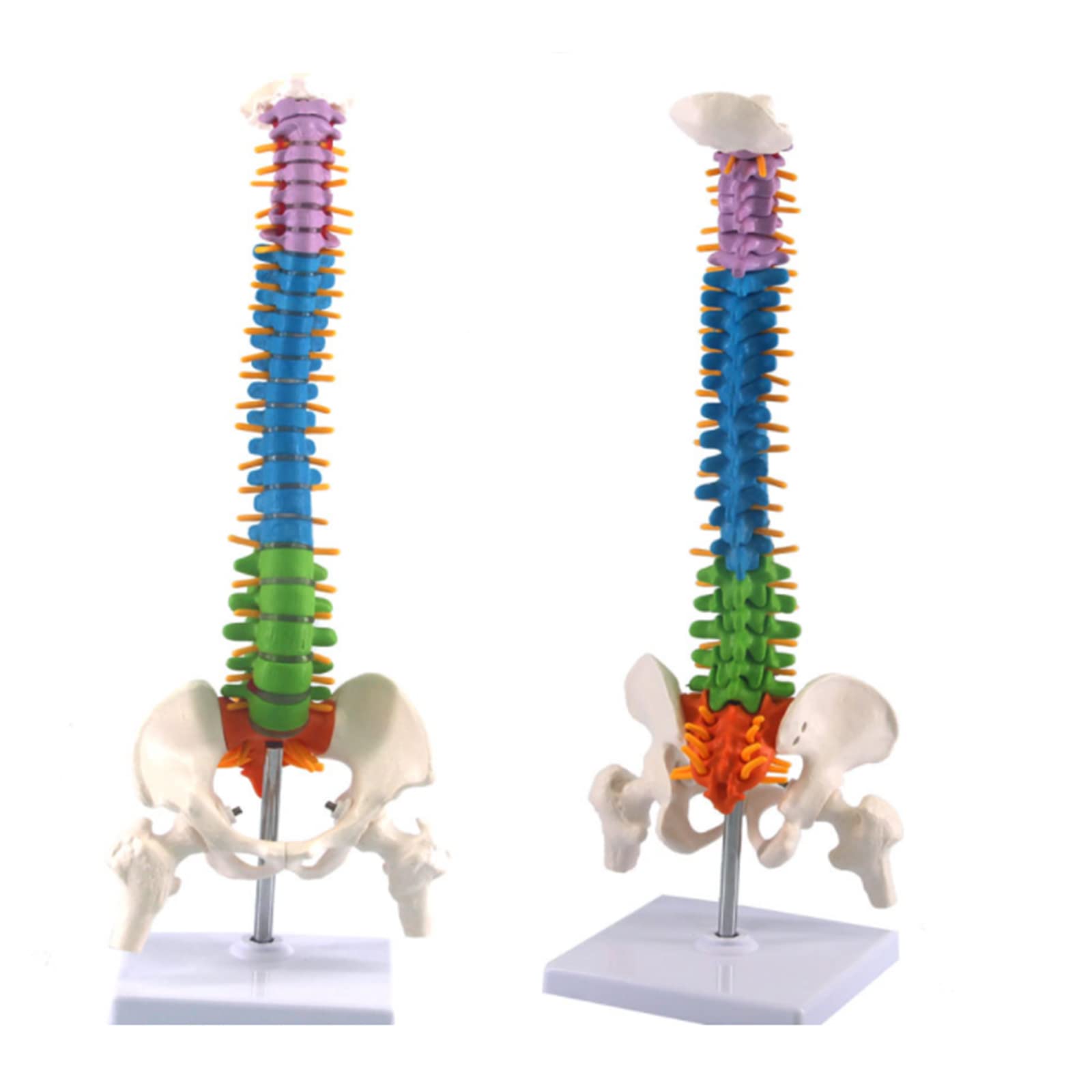Buy Educational Model Color Human Spine Model with Pelvis Femur ...