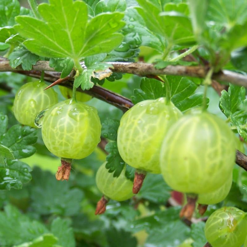 Amazon.com : Sweet Gooseberry Plant Live for Planting, Gooseberry ...
