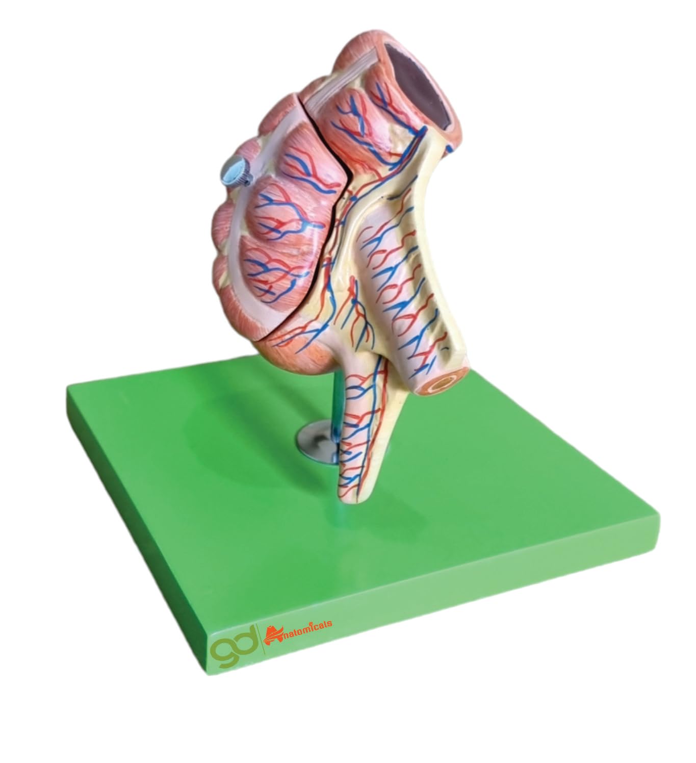 GD ANATOMICALS®Comprehensive Appendix Body Model for Doctors' Office ...