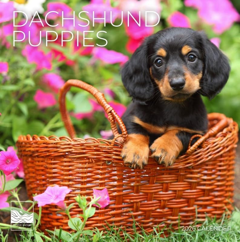 Amazon.com: 2026 Dachshund Puppies Wall Calendar 12 Month | 12" x 24 ...