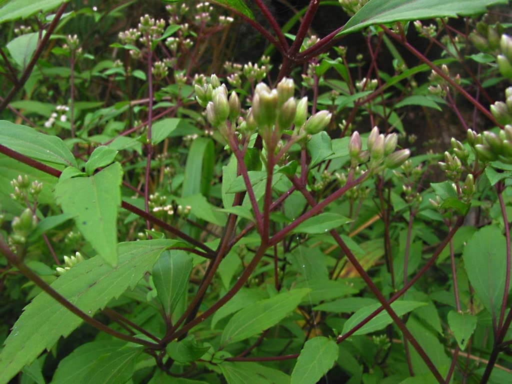 Creative Farmer Ayapana (Eupatorium Triplinerve) Natural Live Plant ...