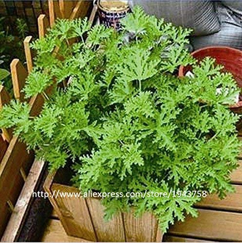 Buy Moskito, Gras, 100 Pcs Mozzie Buster Sweetgrass.Garden Startseite ...