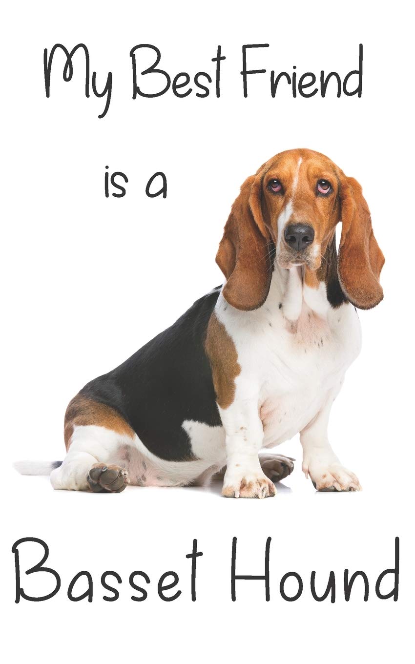 Can A Beagle And A Basset Hound Be Friends