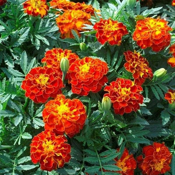 Genda phool live plant (pack of 1) : Amazon.in: Garden & Outdoors