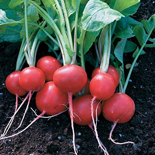 Creative Farmer Vegetable Seeds Mulika Seeds - Radish Seeds Heirloom ...