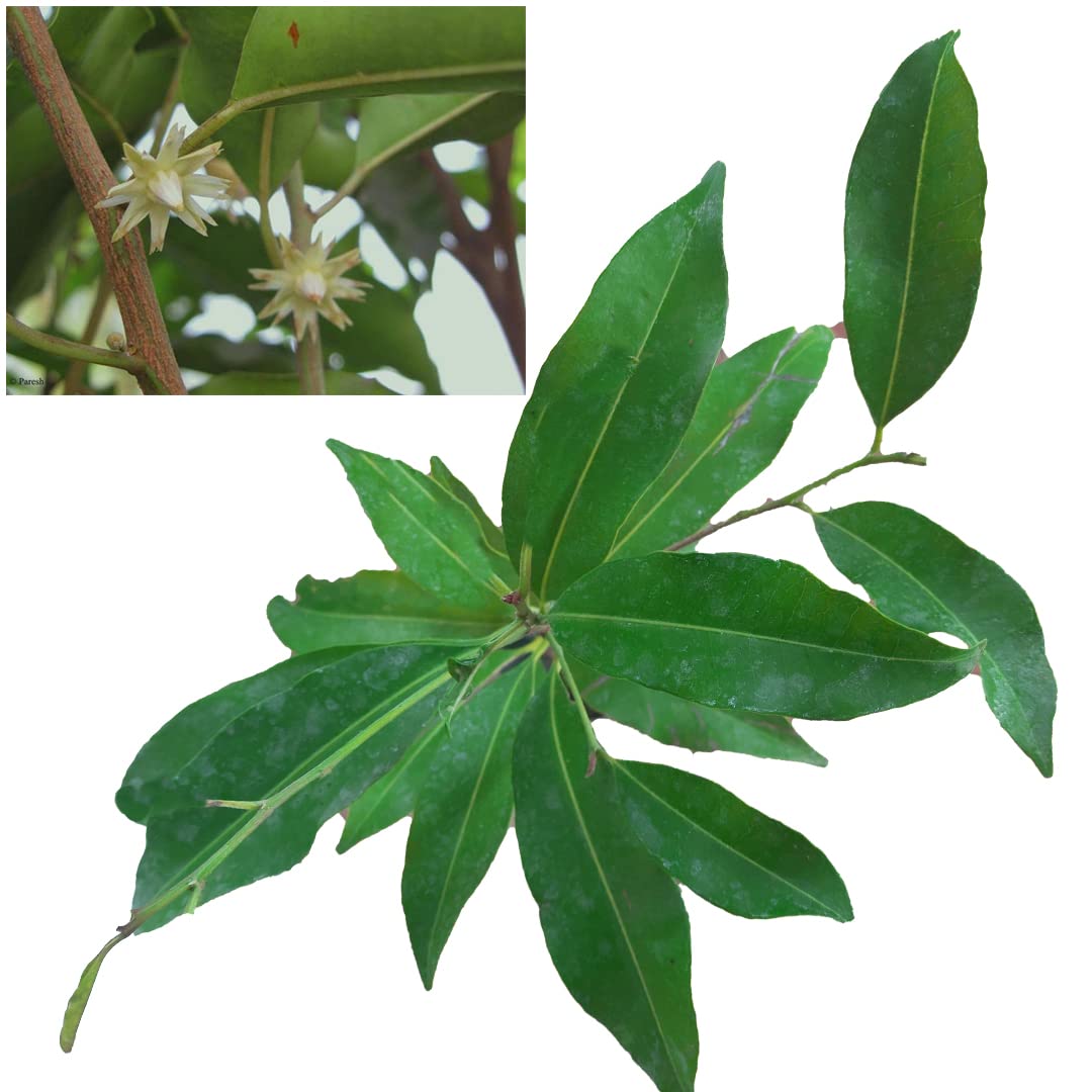 Buy Spanish Cherry/Mimusops elengi/Magilam |(Vastu ) for Home & Office ...