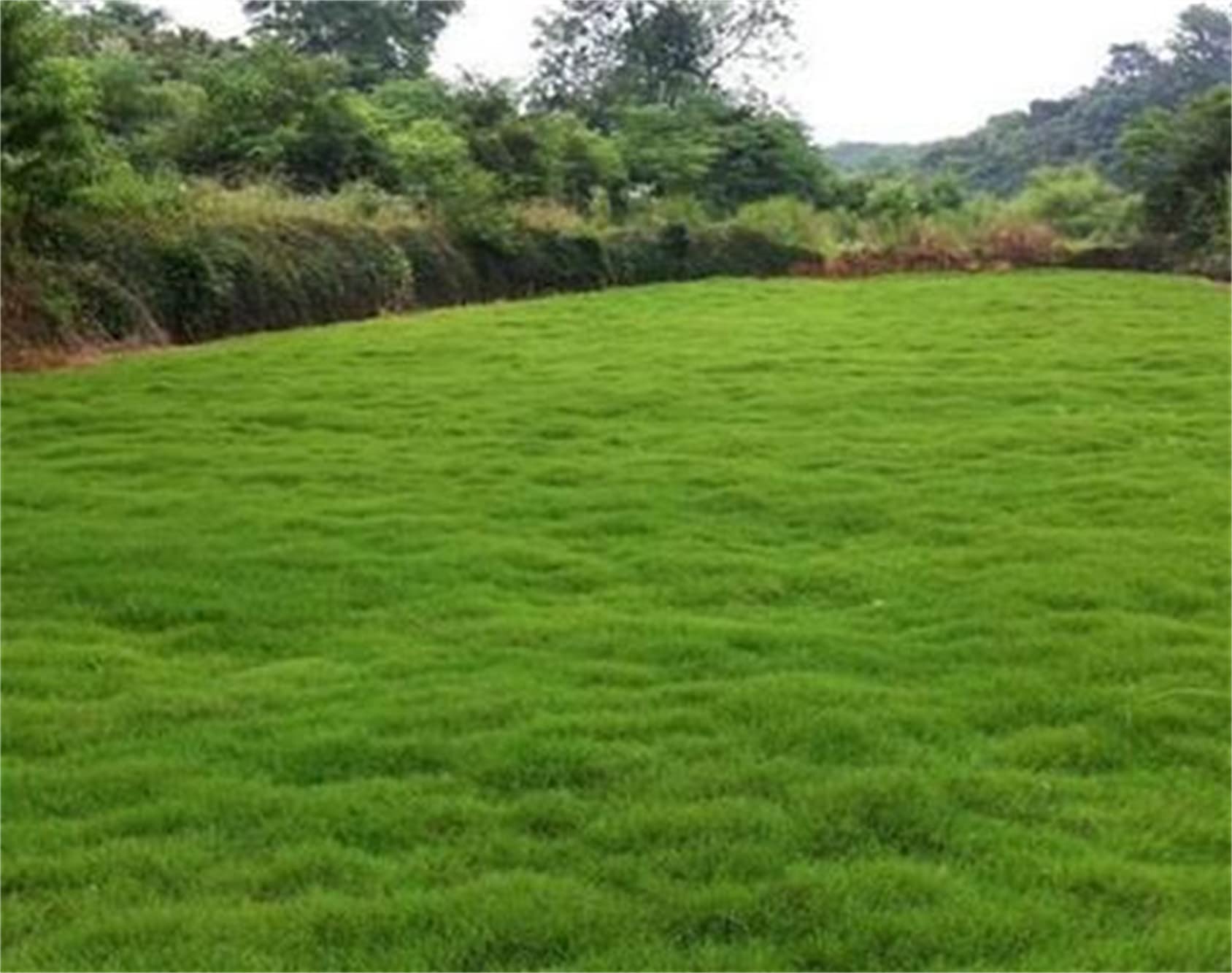 Buy Lawn 5g Cynodon Dactylon Grass Bermudagrass Evergreen Golf Lawn ...