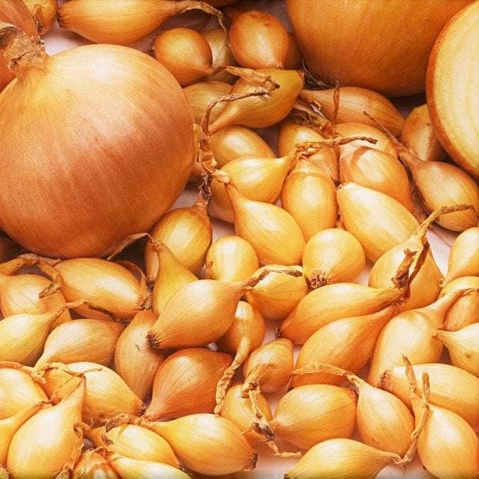 Amazon.com : Onion Seeds for Planting, Set of 1 Pound Yellow Onion ...