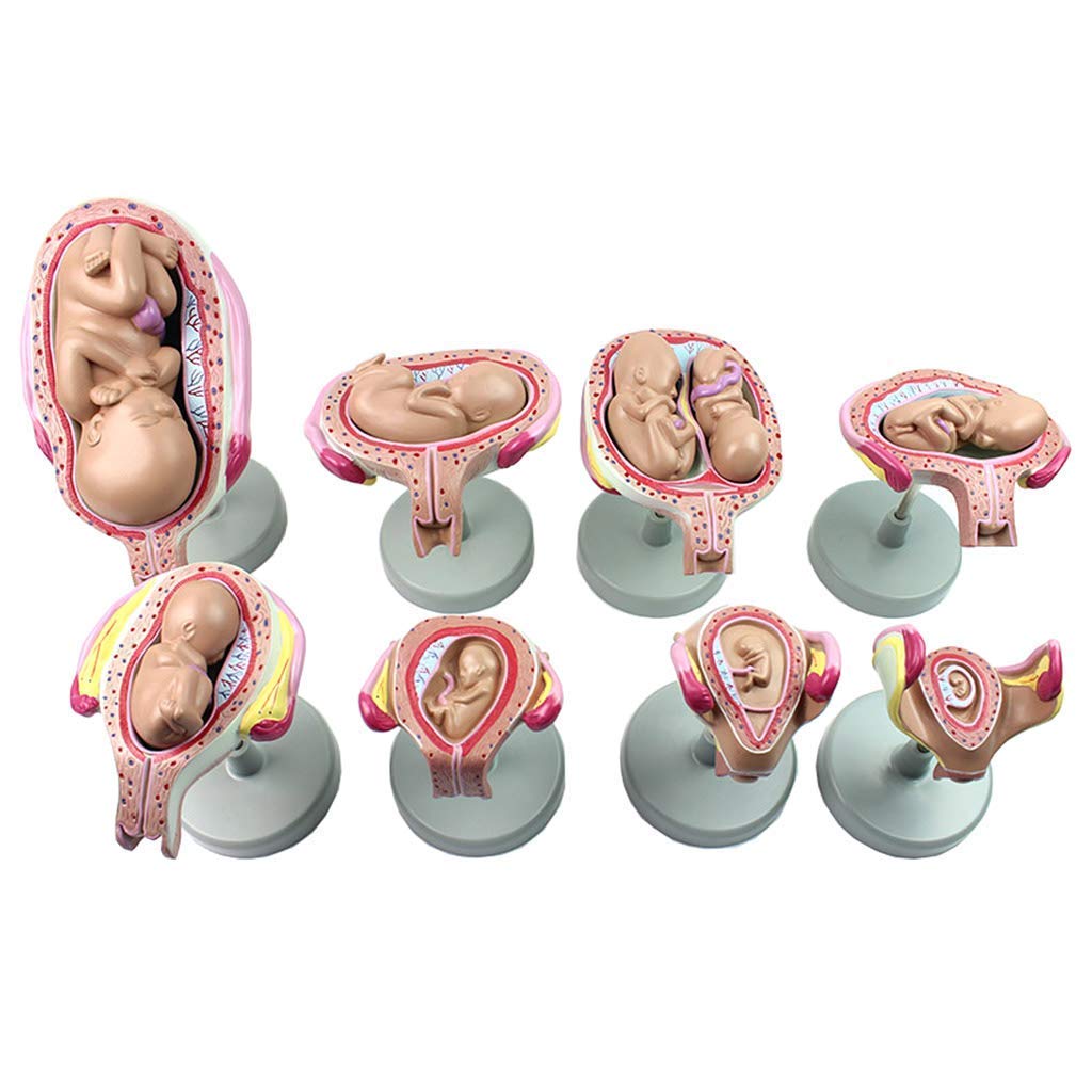 Amazon.com: Teaching Model, Scientific Human Anatomy - 1:1 Life Size ...