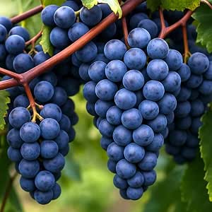 Amazon.com : Grape Vine, Grape Plant Live 1-2 Years Old, Sweet Grape ...