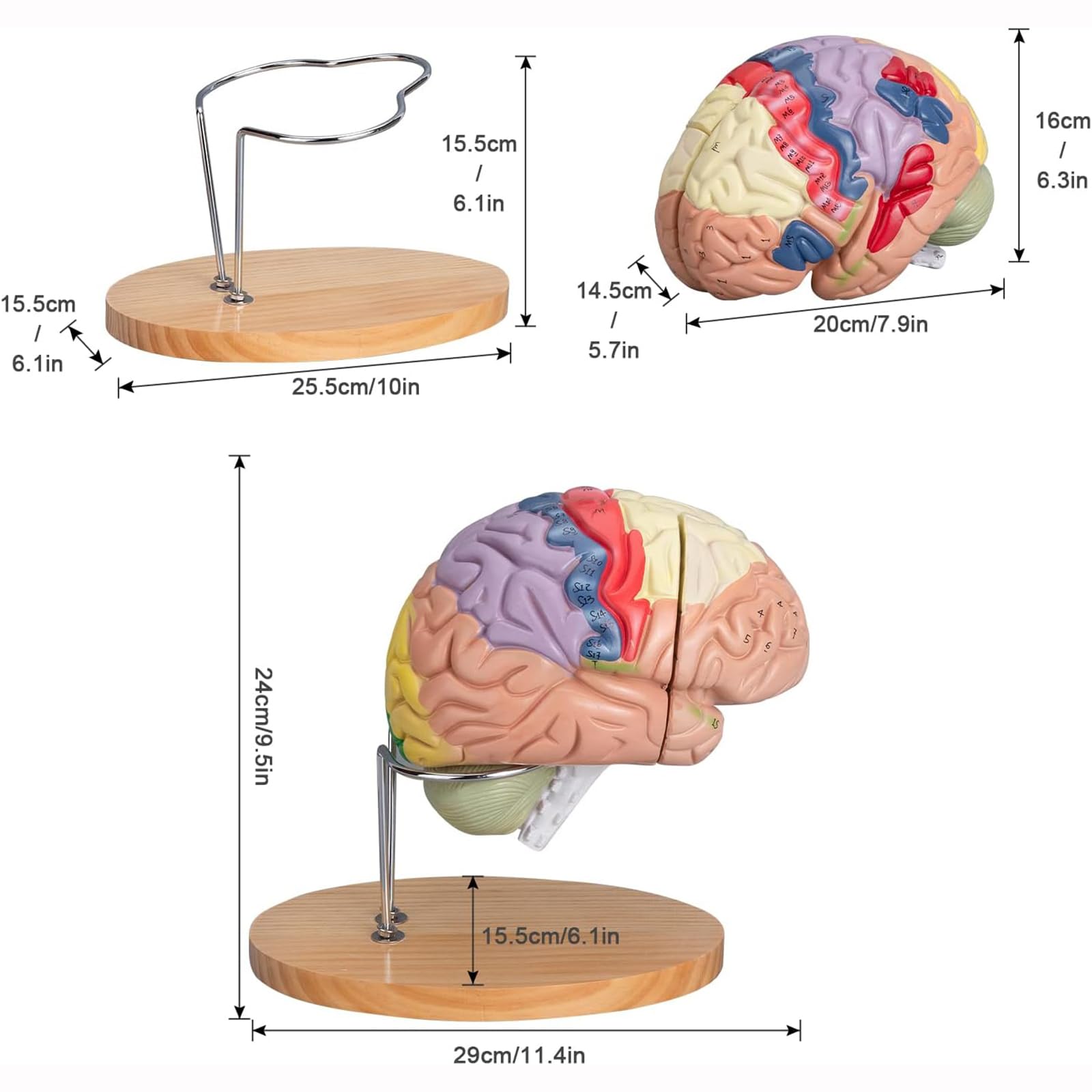 Diagramma Del Cervello Umano Per Bambini Area Di Broca: Cos'è E Dove