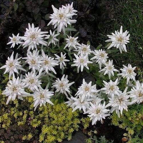 Edelweiss Flower Seeds (Leontopodium Alpinum) 100+Seeds : Amazon.co.uk ...