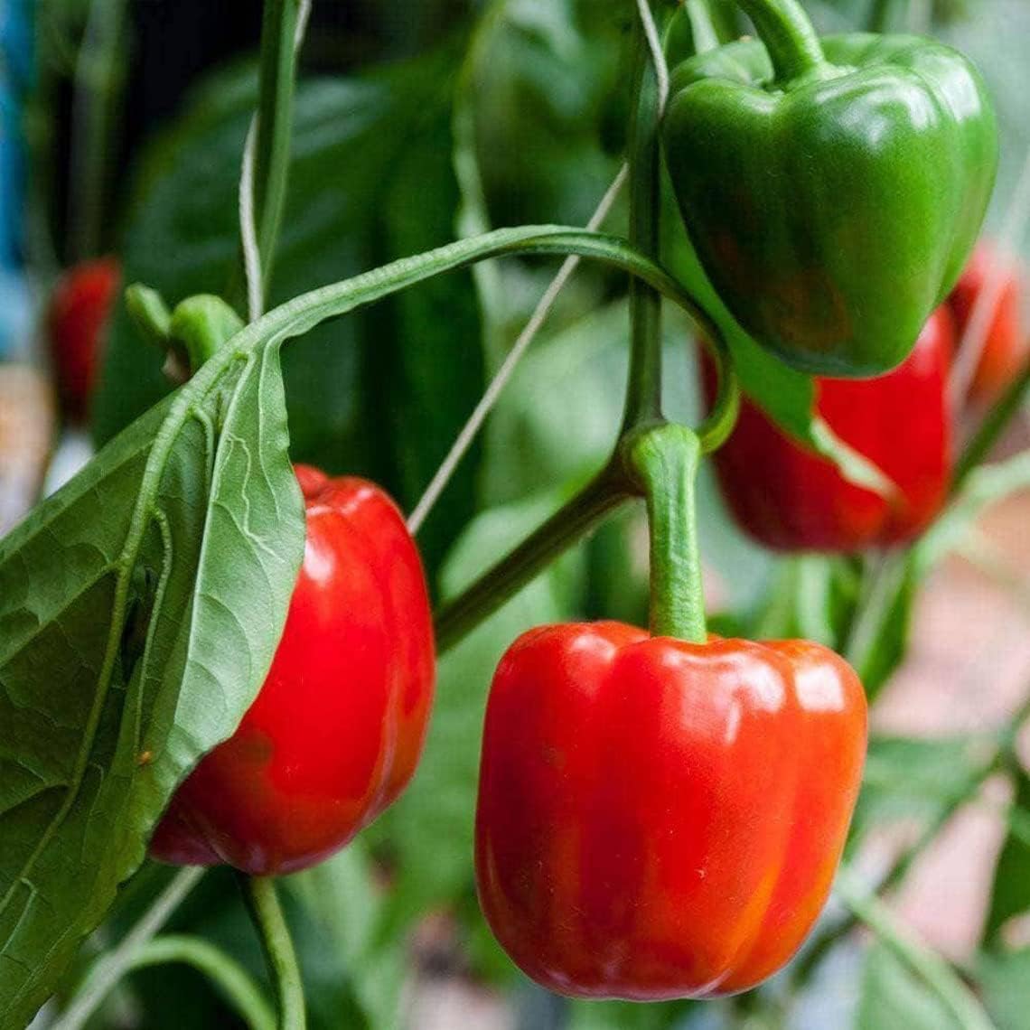 Amazon.com : 120 Organic Cal Wonder Bell Pepper Seeds for Planting. 1 ...