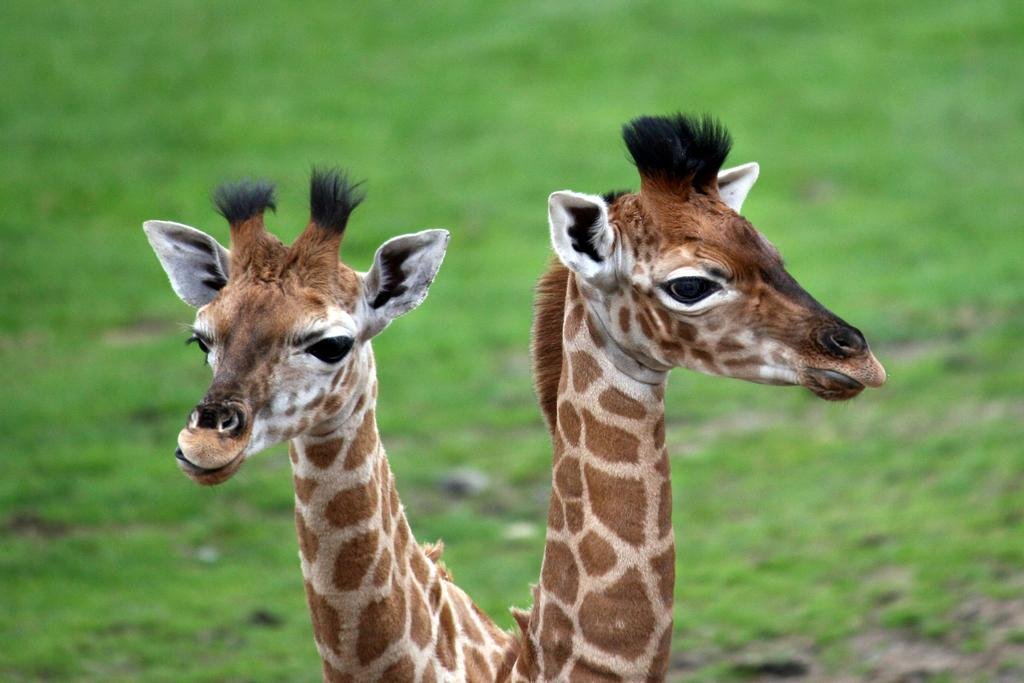 Baby Giraffe Photography