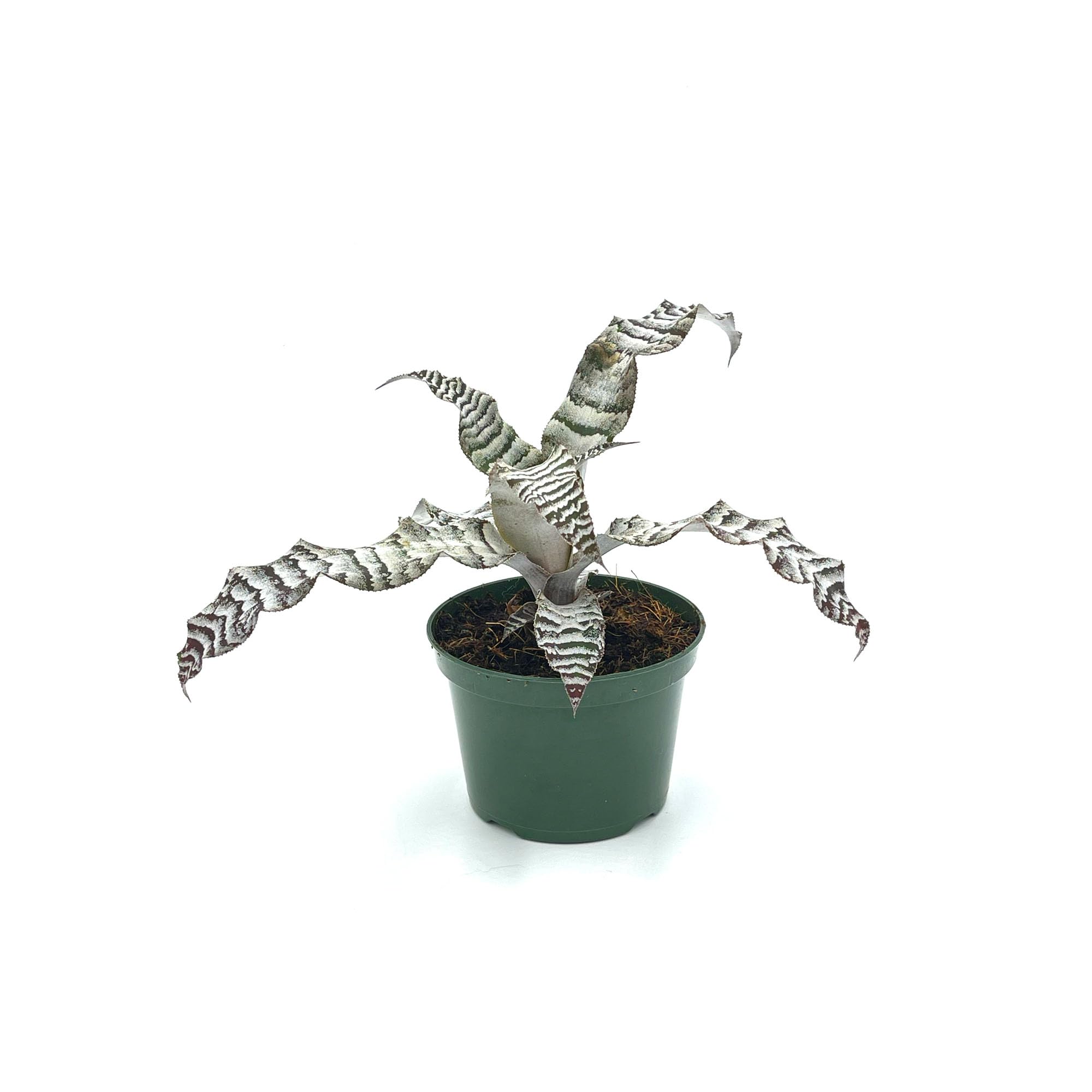 Amazon.com: ragnaroc Live Plants – Cryptanthus ‘Absolute Zero‘, Jumbo 4 ...