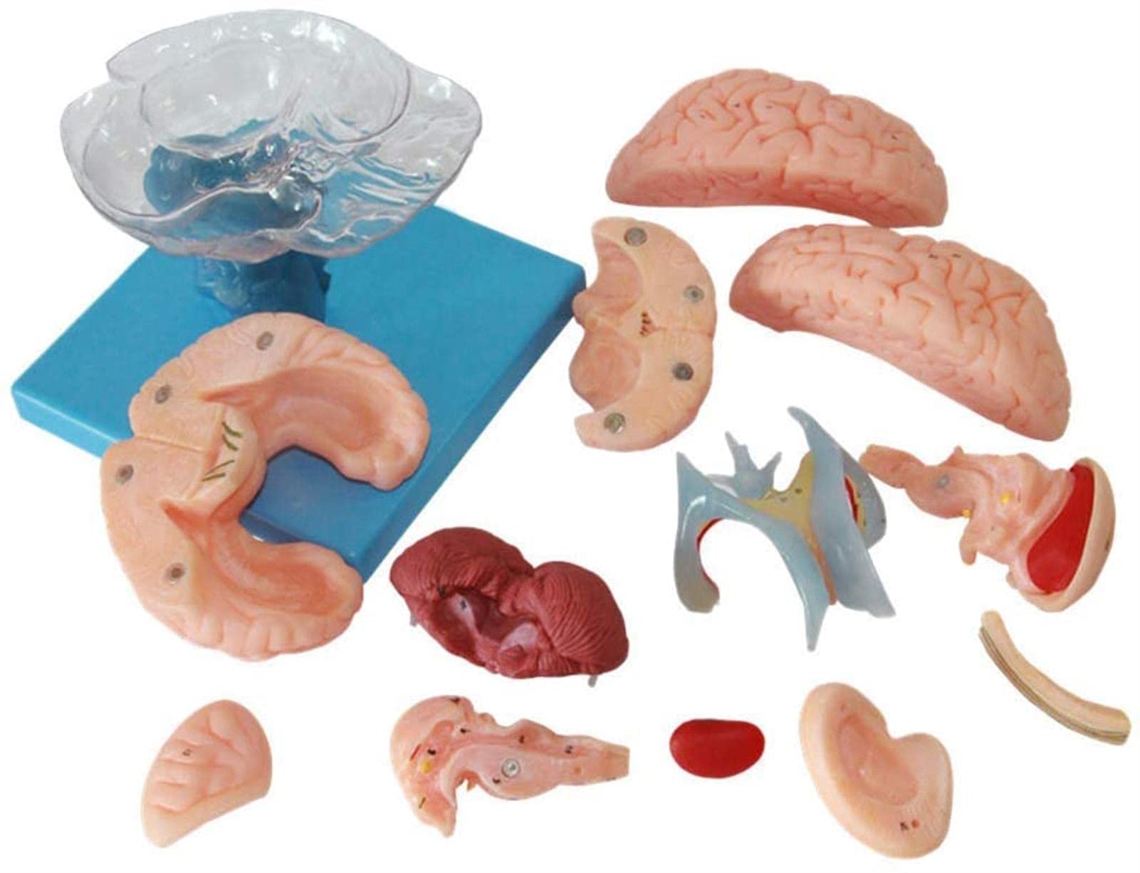 Buy Educational Model Detachable Cerebellar Model Human Brain ...