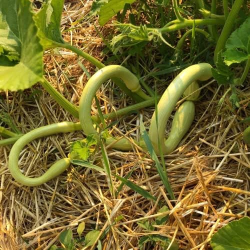 Amazon.com : CHUXAY GARDEN Tromboncino Rampicante Seed 15 Seeds Italian ...