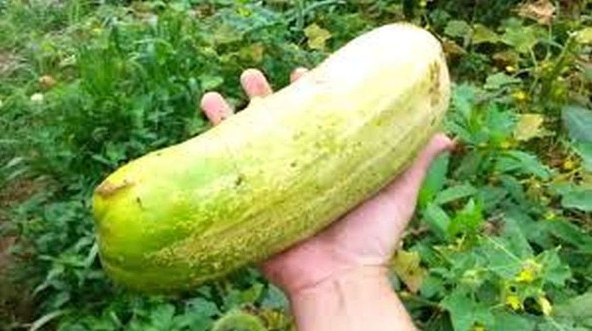 Amazon.com : Langelang Giant Cucumber Seeds - Also Known as Riesenschal ...