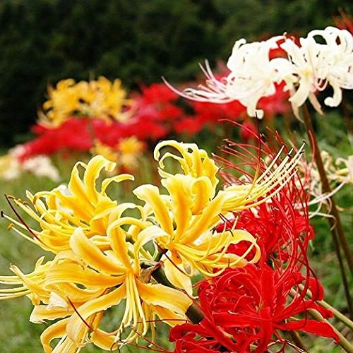 Seedsnpots Spider Lily, Lycoris Aurea Yellow Red Mix Colour Bulbs ...