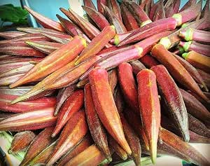 Amazon.com : 100 Jing Orange Okra Abelmoschus Esculentus Yellow & Red ...