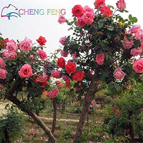 2016 Rose Type Color Rose Garden Balcony 100 Flower PleasantSmelling ...