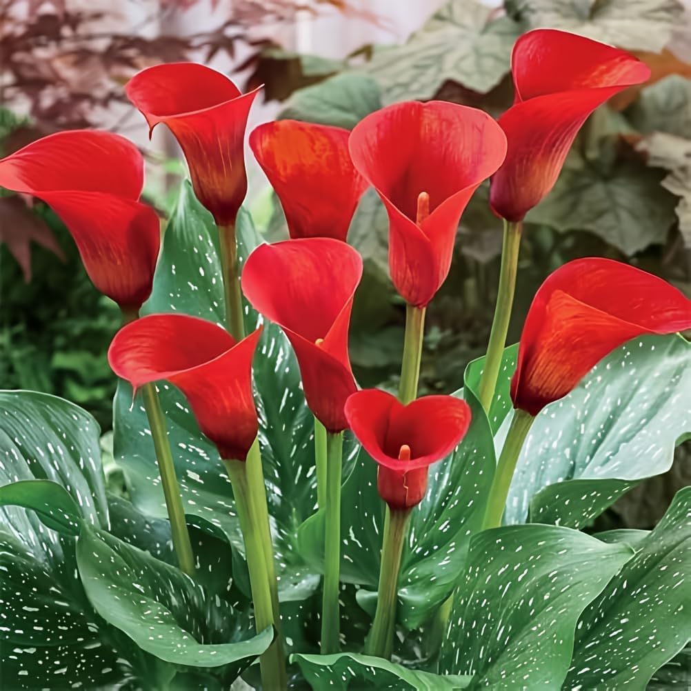 Amazon.com : Votaniki Red Calla Lily Bulbs - Long Lasting Blooms ...