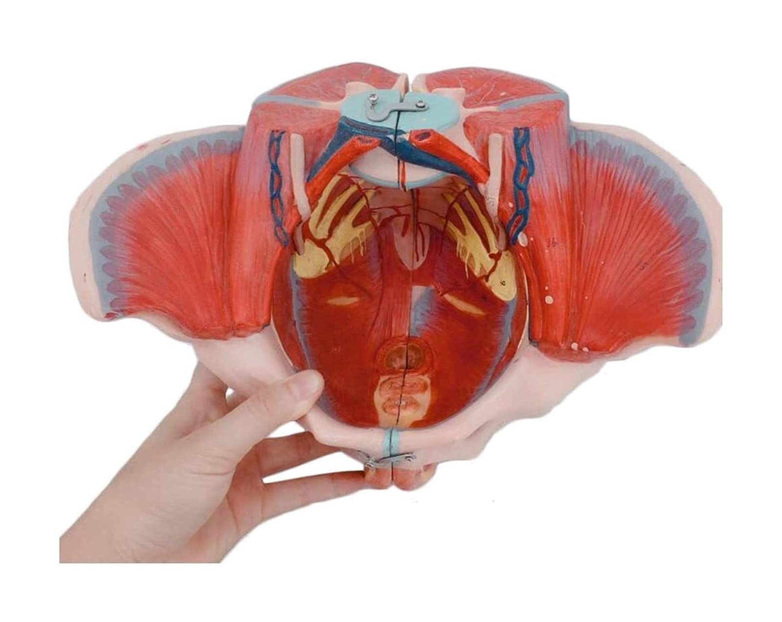 Anatomy Model Female Pelvis Model Life Size Pelvis Model Removable ...