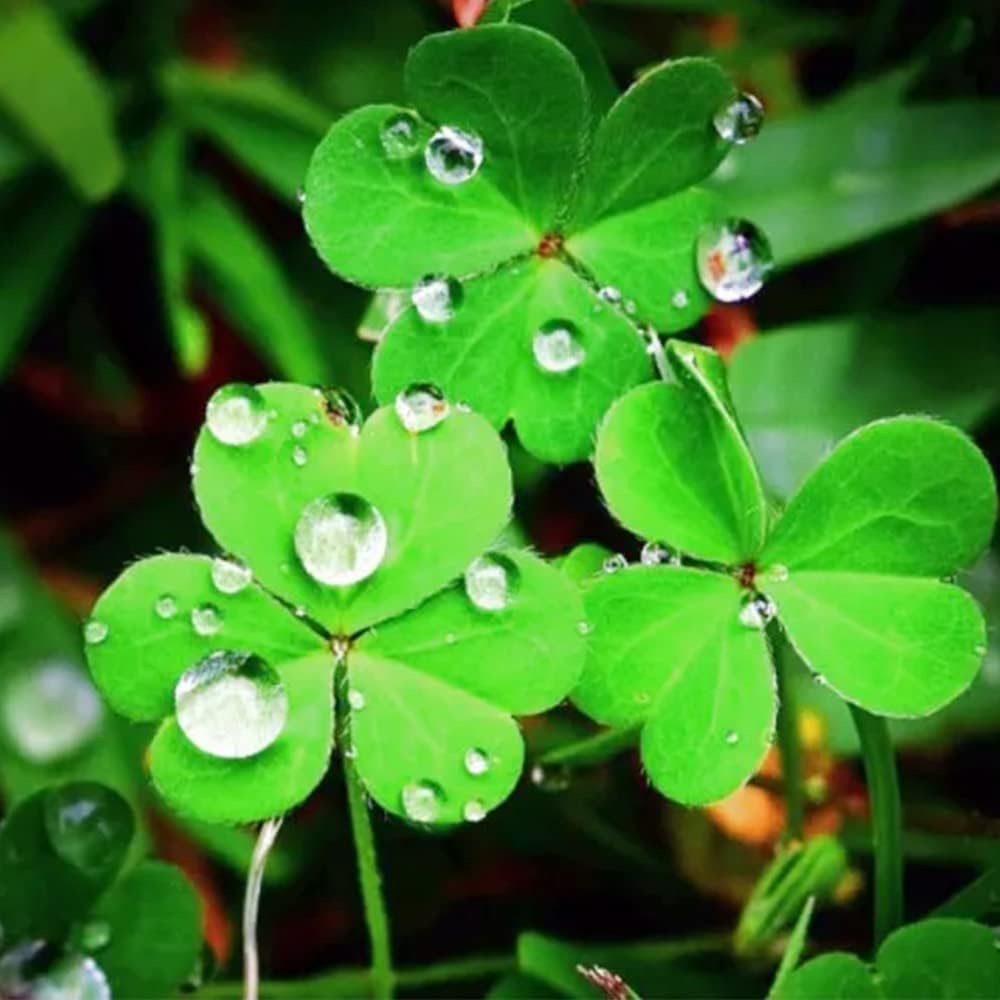 Amazon.com : QAUZUY GARDEN 100 Seeds Four Leaf Clover Plant Lucky ...