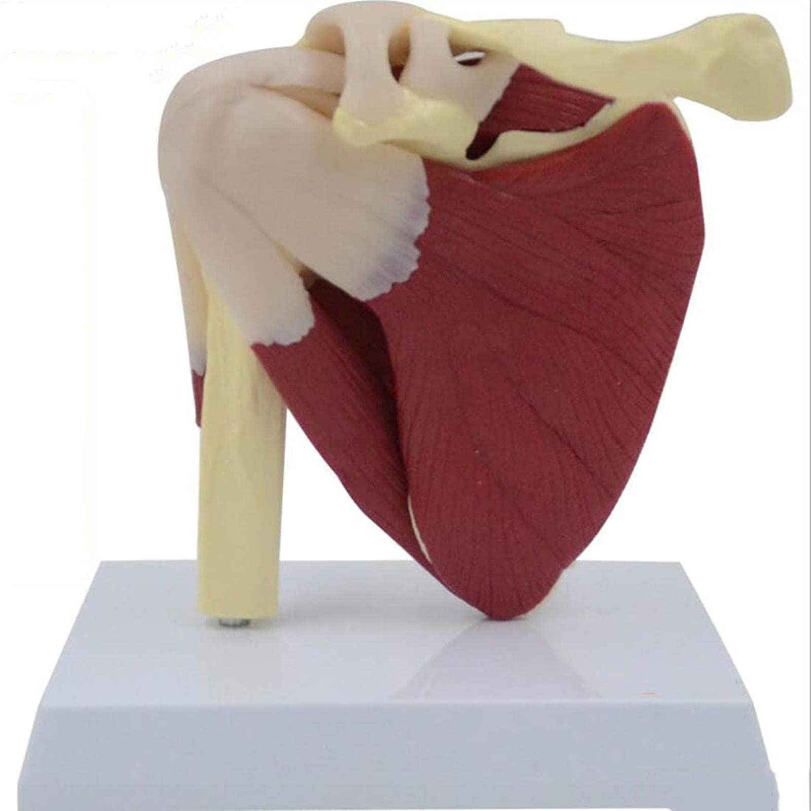 Shoulder Joint Anatomy Model Human Shoulder Joint Model With Ligament ...