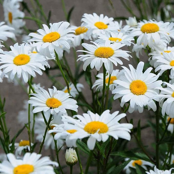 Interesting Info About Chrysanthemum Deer Resistant