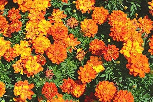 Amazon.com : 100 Petite Dwarf Marigold Seeds for Planting - Heirloom ...