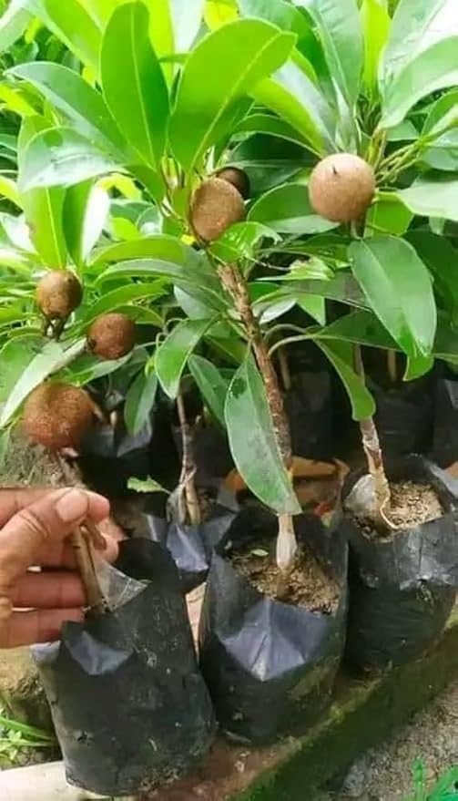 Sobeda plant | Plant for Sobeda (Pack of 1) : Amazon.in: Garden & Outdoors