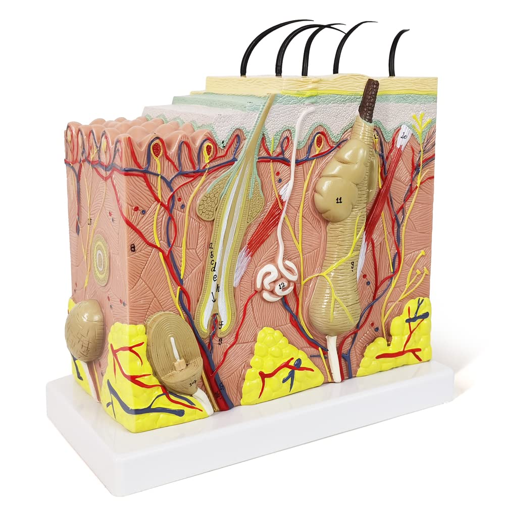 Snapklik.com : Benilev Skin Model, 50X Enlarged Anatomical Skin Layer ...