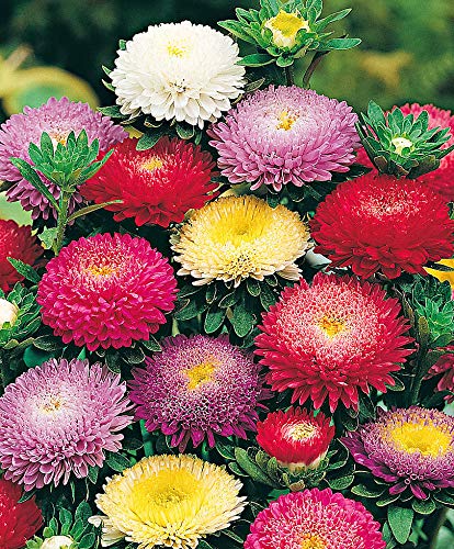 SHOP 360 GARDEN ASTER PRINCESS MIX FLOWER SEEDS - PACK OF 100 SEEDS ...