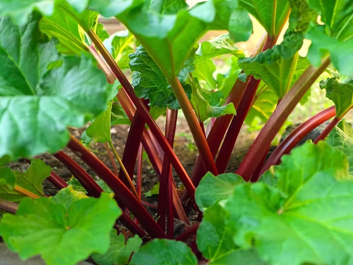 Raíces de ruibarbo para plantar, coronas de ruibarbo, plantas de ...